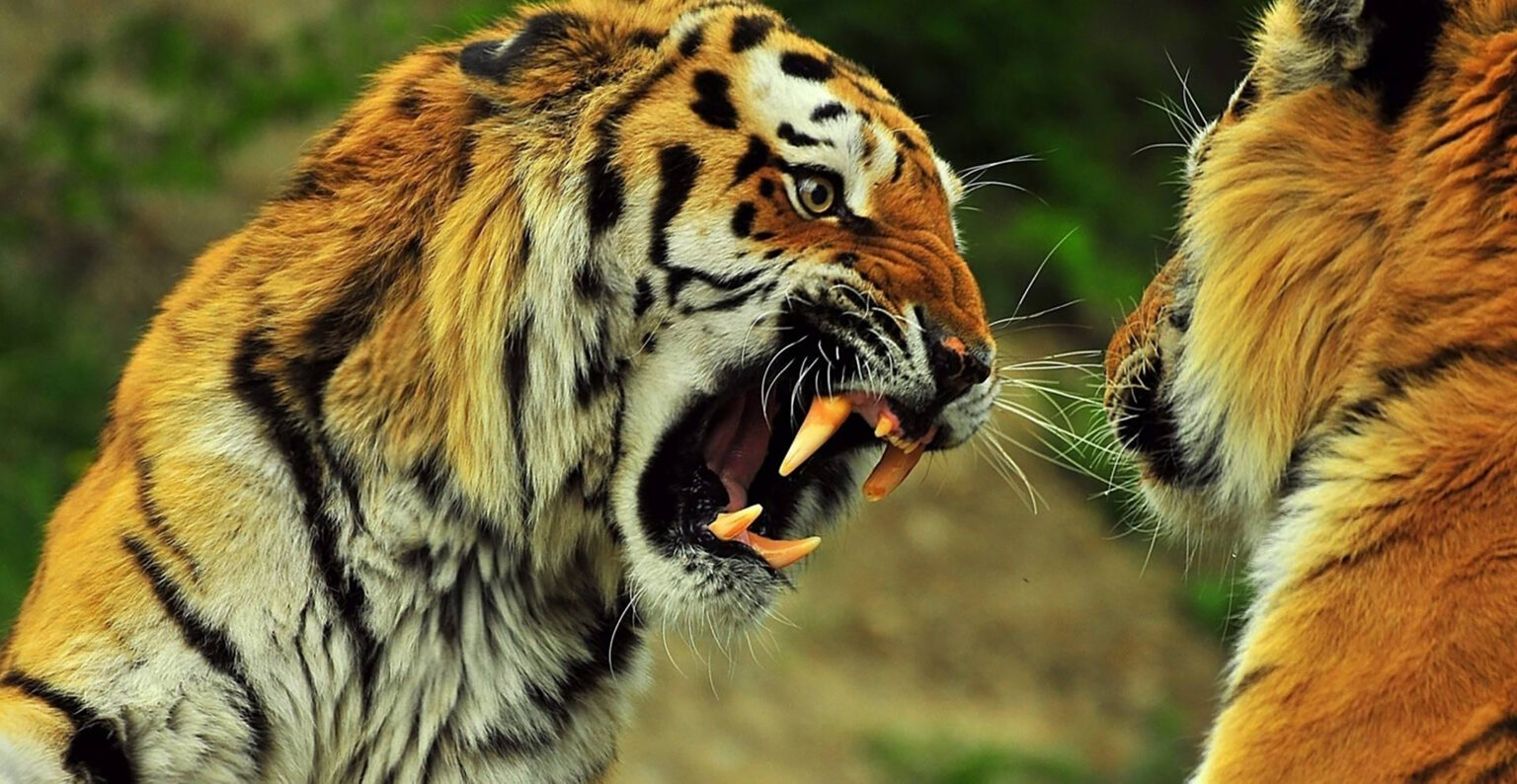 La Tigre: Bellezza selvaggia e misteriosa del Regno Animale – Naturx