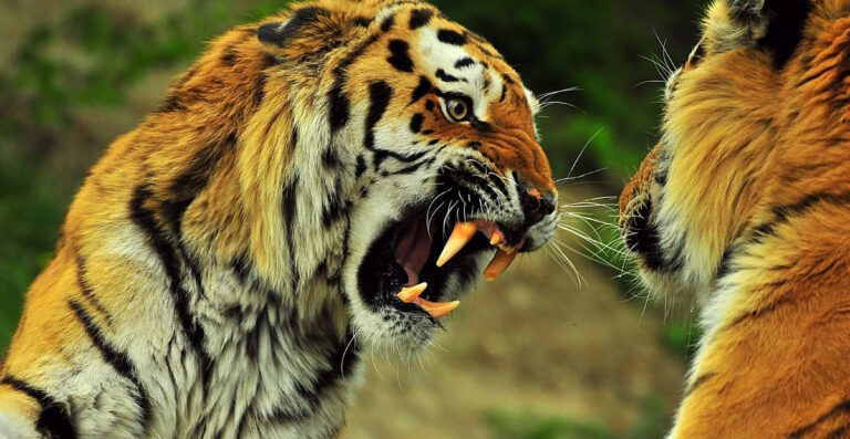La Tigre: Bellezza selvaggia e misteriosa del Regno Animale – Naturx