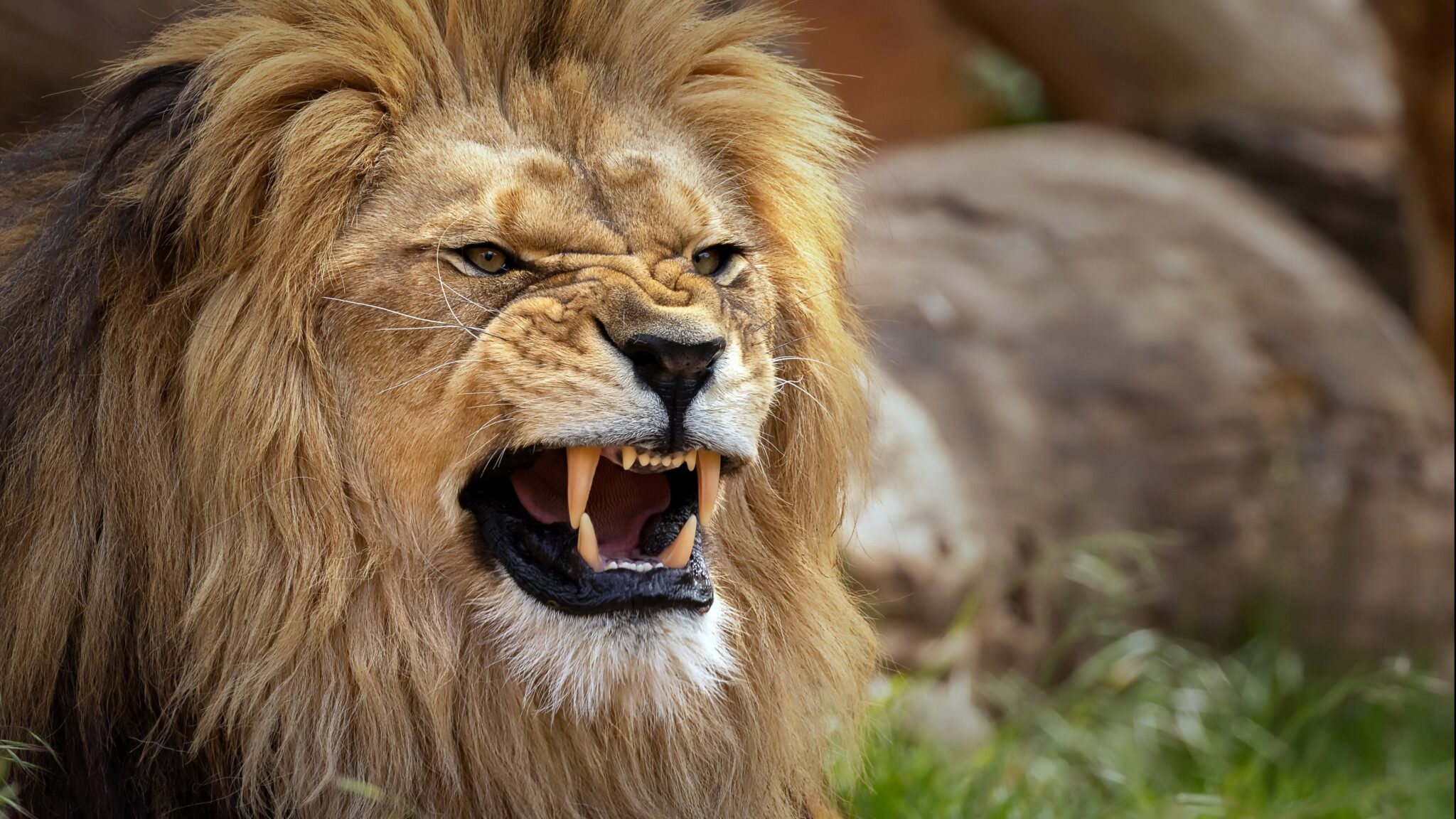 Il Leone: Re della Savana. Esplorando il Mondo Misterioso dei Leoni ...