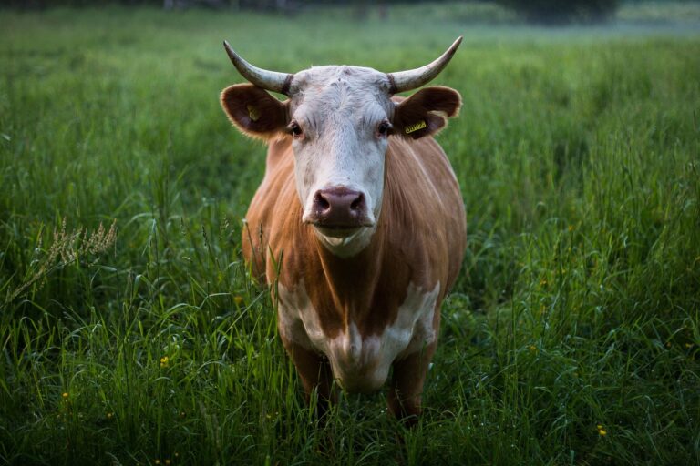 Le Strane Abitudini delle Mucche: 10 Curiosità da Conoscere – Naturx