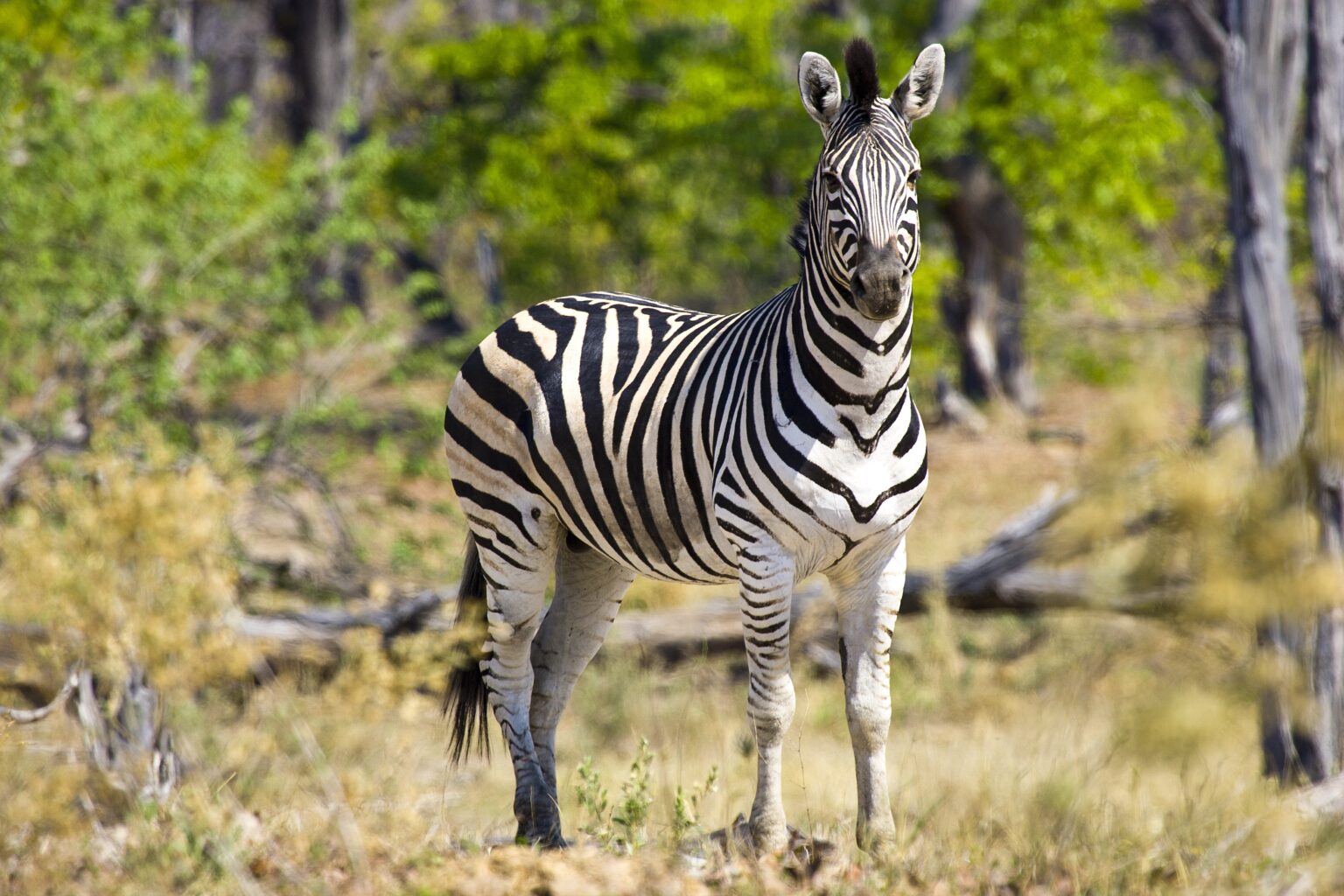 Tra le Strisce dell’Africa: Esplorando il Mondo affascinante delle ...