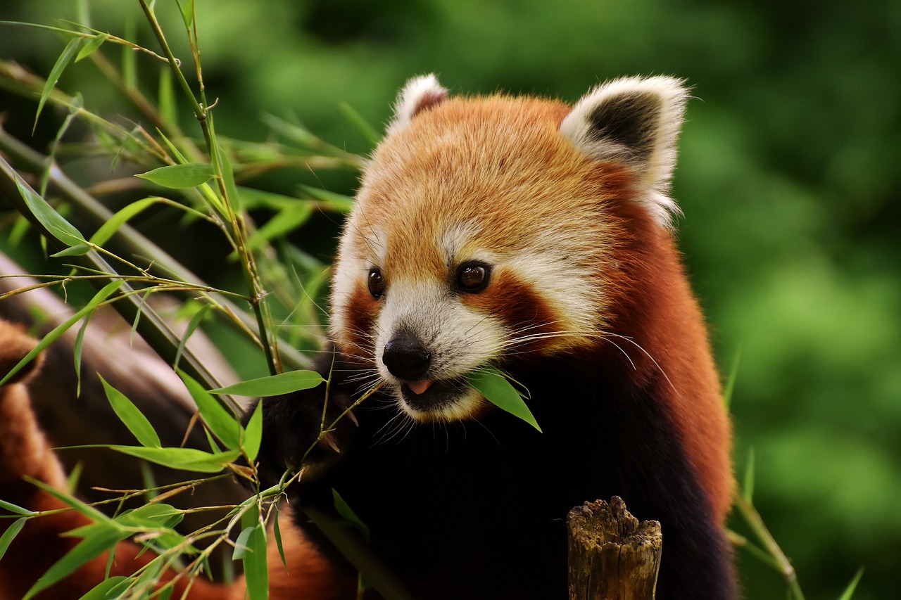 Il Panda Rosso: La Dolce Eleganza dell’Himalaya – Naturx