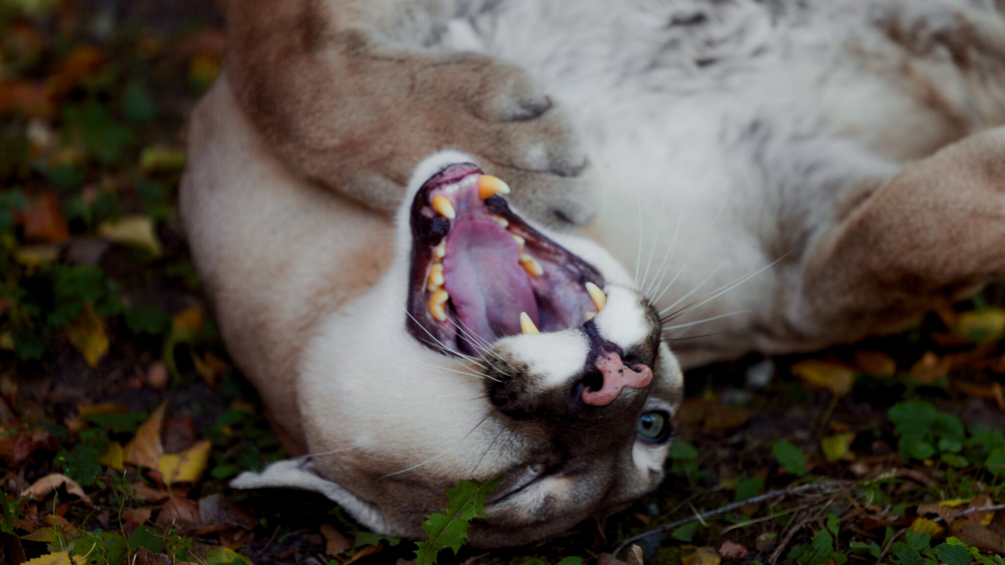 Il Puma: Il Grande Felino delle Americhe – Naturx