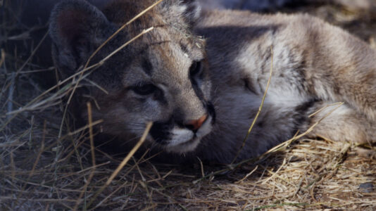 Il Puma: Il Grande Felino delle Americhe – Naturx