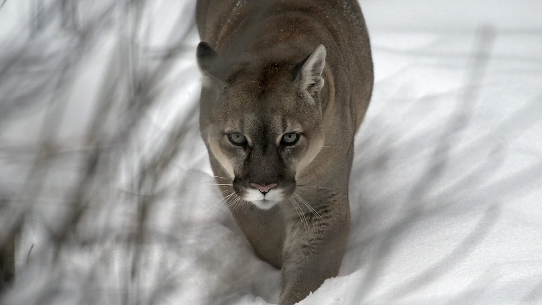 Il Puma: Il Grande Felino delle Americhe – Naturx