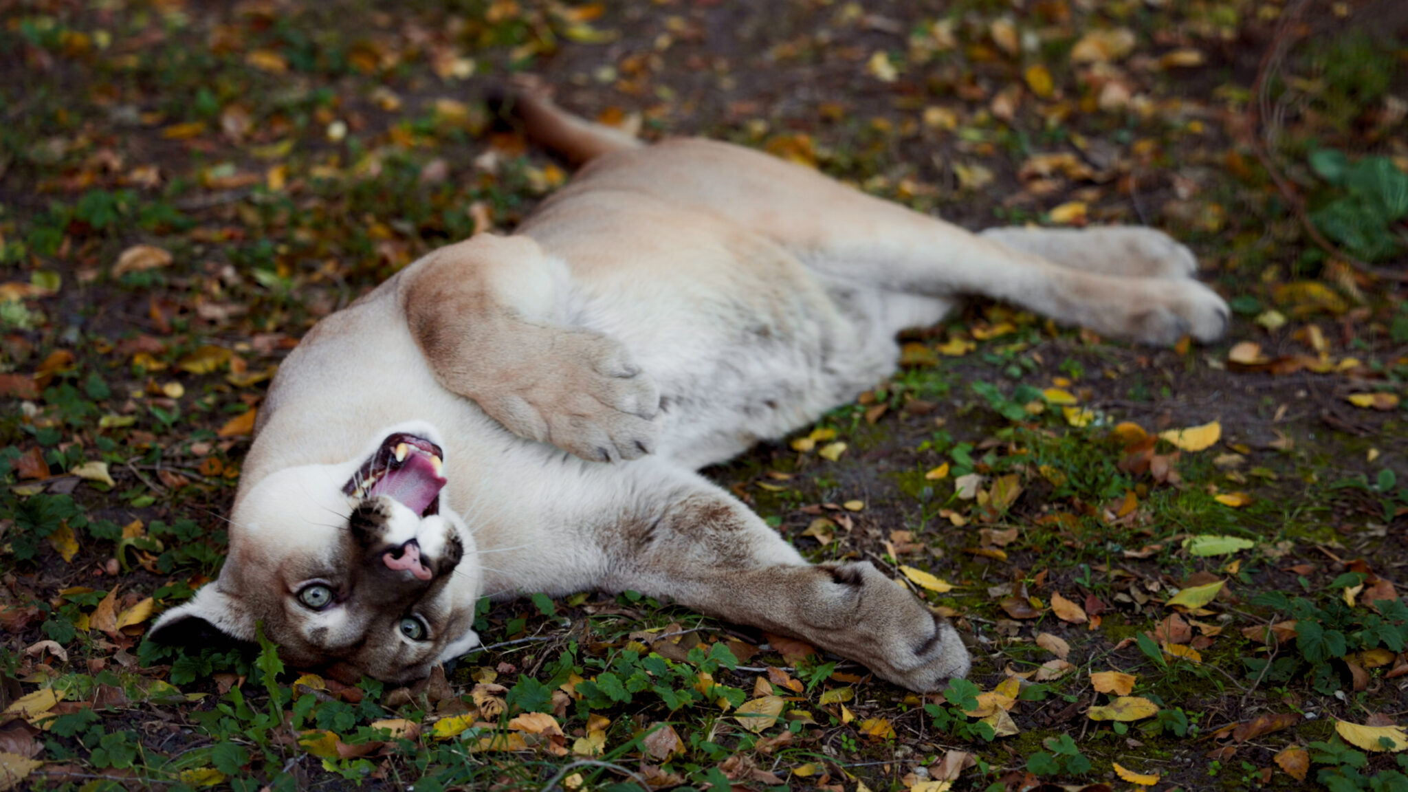 Il Puma: Il Grande Felino delle Americhe – Naturx