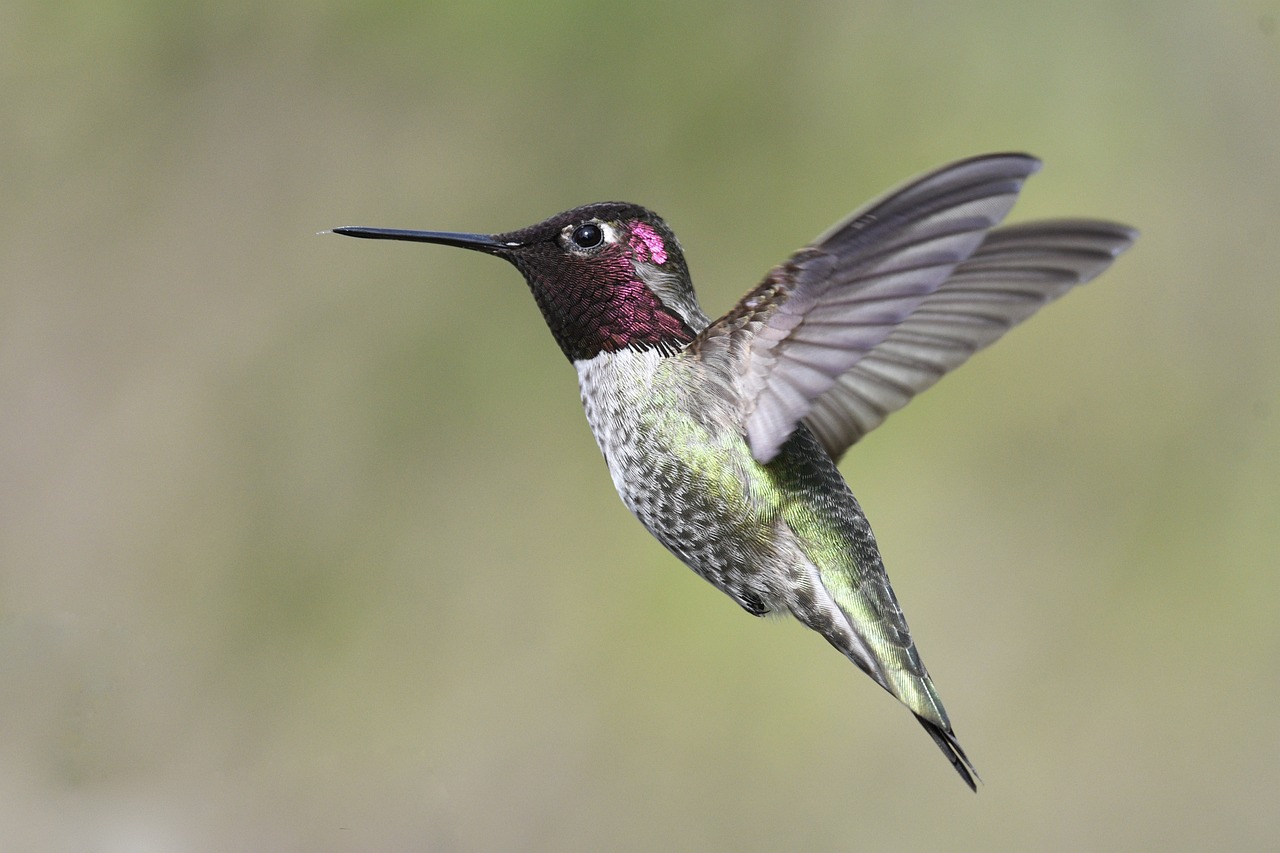 Il Colibrì: Un Piccolo Miracolo del Mondo Animale – Naturx